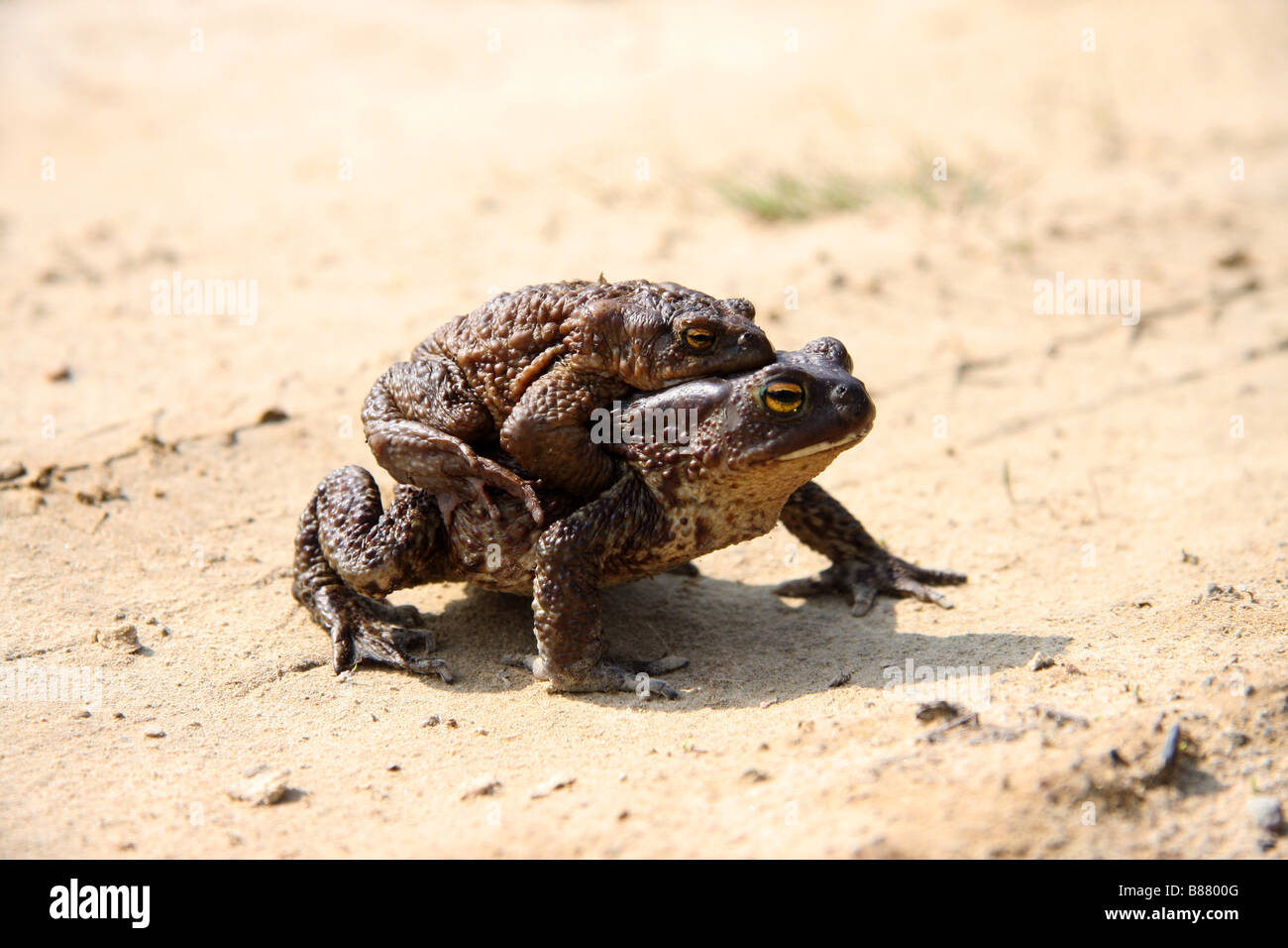 Love Toads High Resolution Stock Photography and Images - Alamy