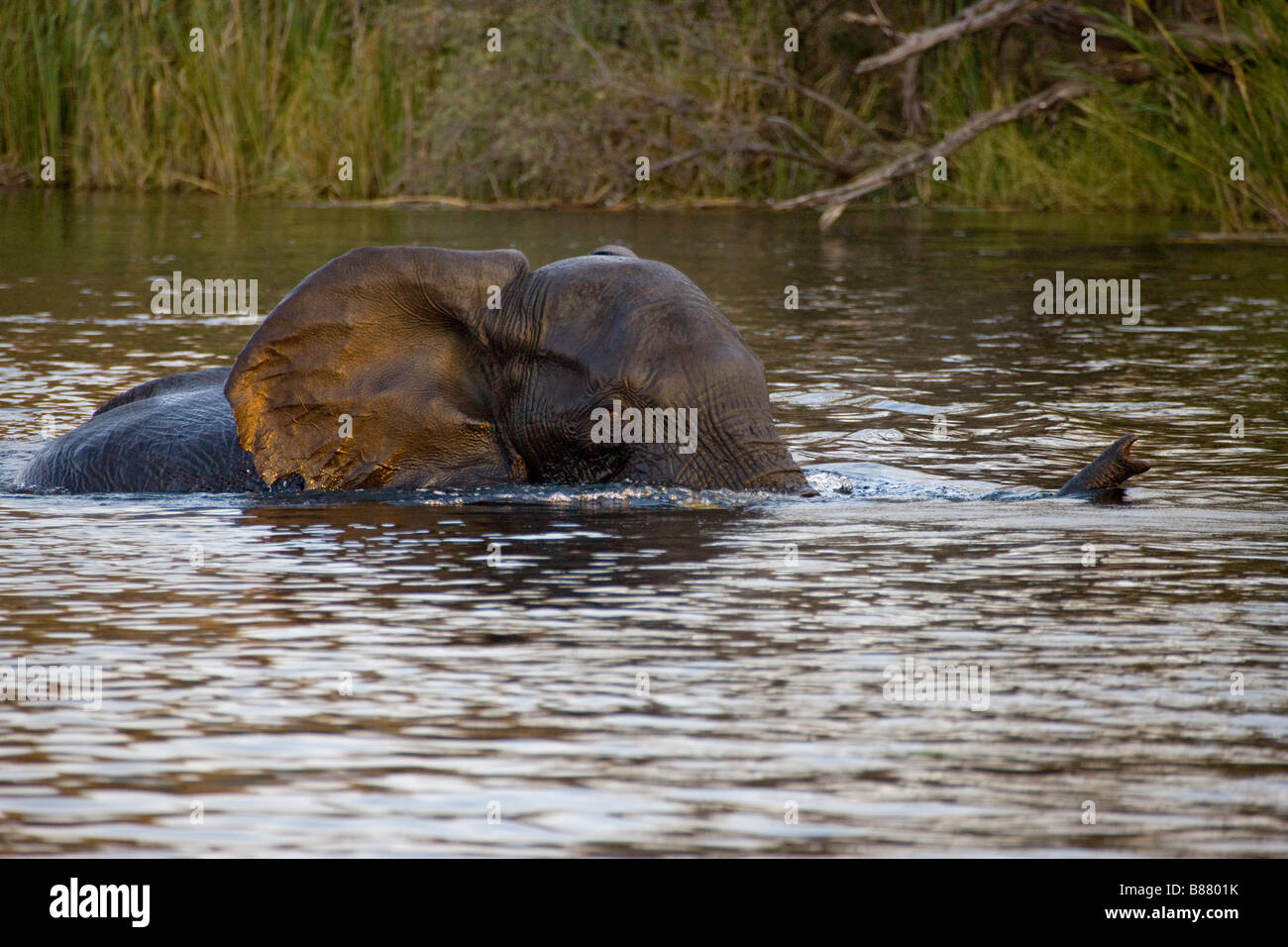 Young Elephant Swimming in the Linyanti Swamp, Namibia Stock Photo - Alamy
