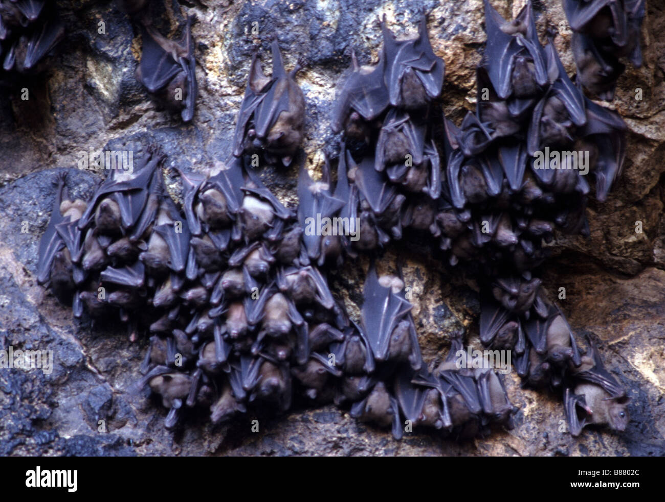 Fruit bats or Flying fox (Pteropus sp.) in Bali's cave Stock Photo - Alamy