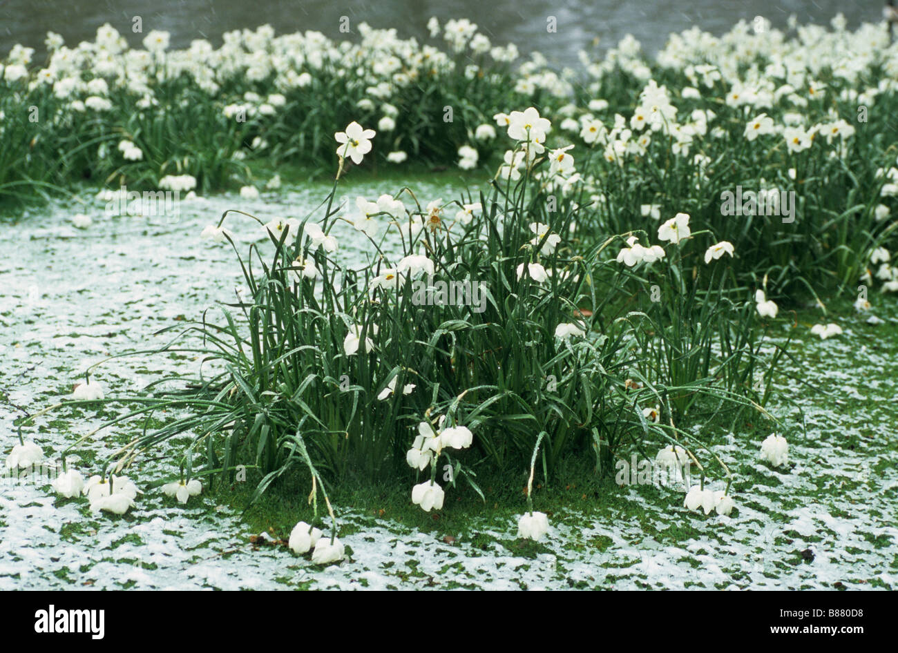 Dying daffodils hi-res stock photography and images - Alamy