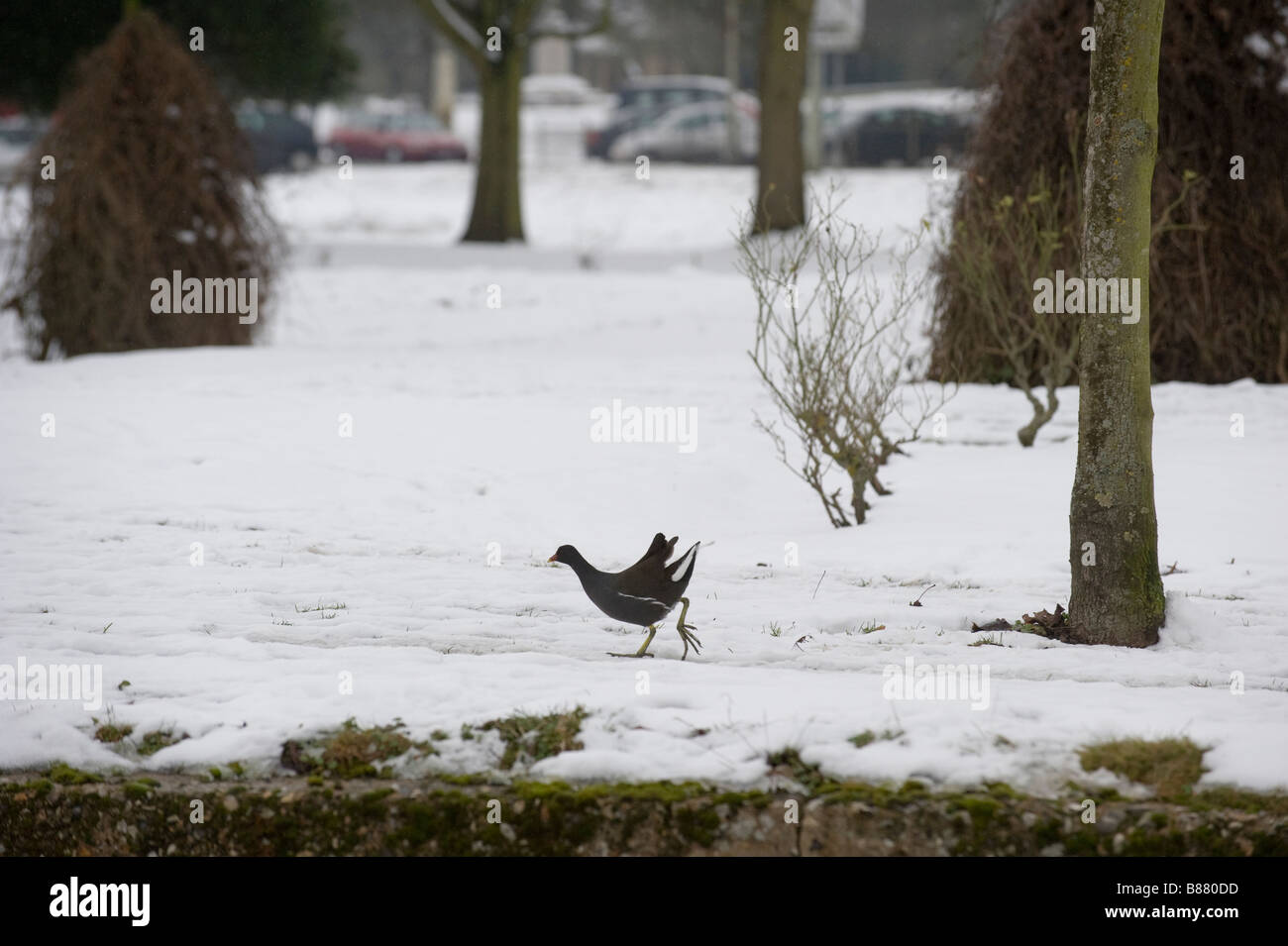 Bird makes way through snow Stock Photo - Alamy