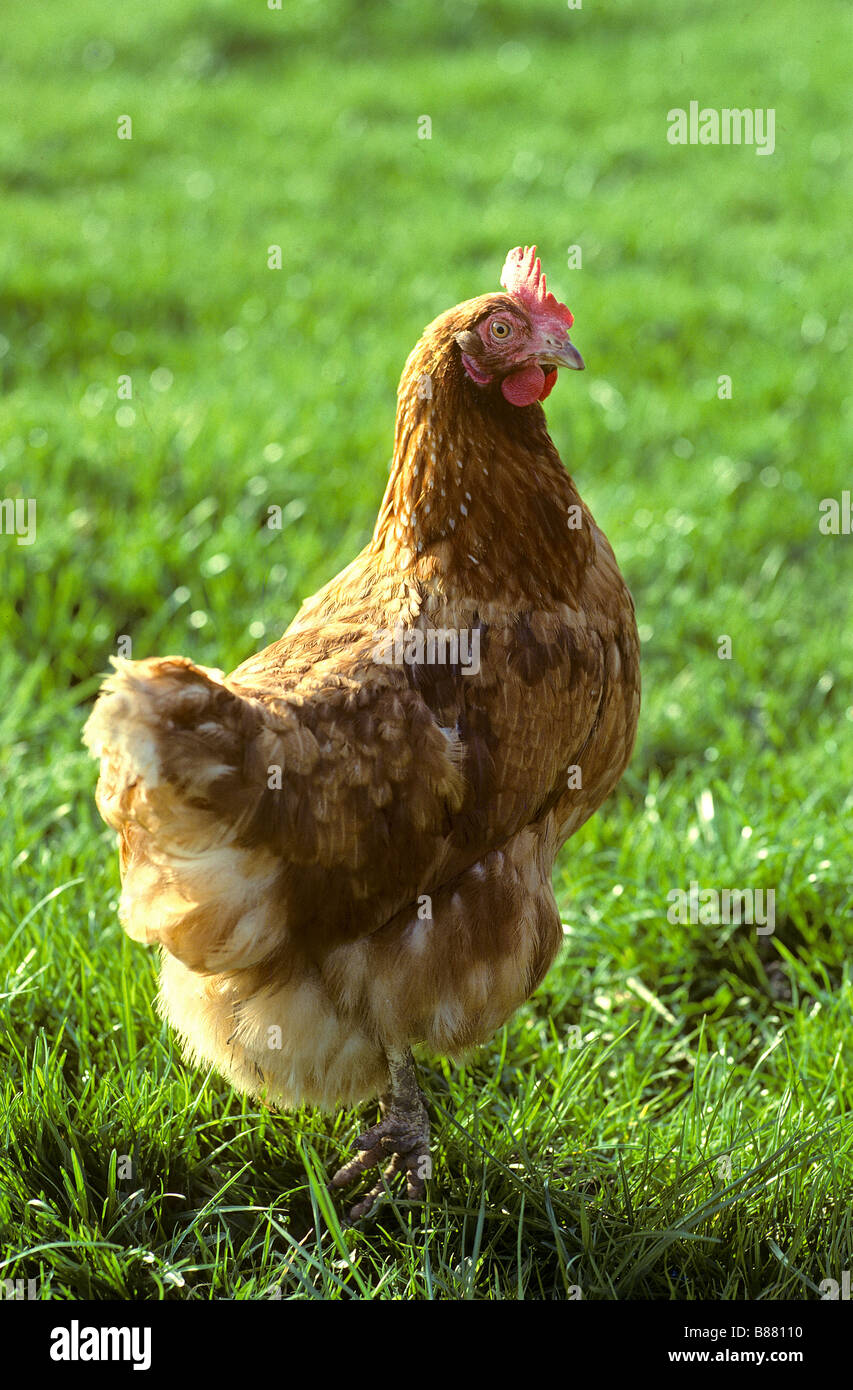 Hen - standing on meadow / gallus domesticus Stock Photo - Alamy
