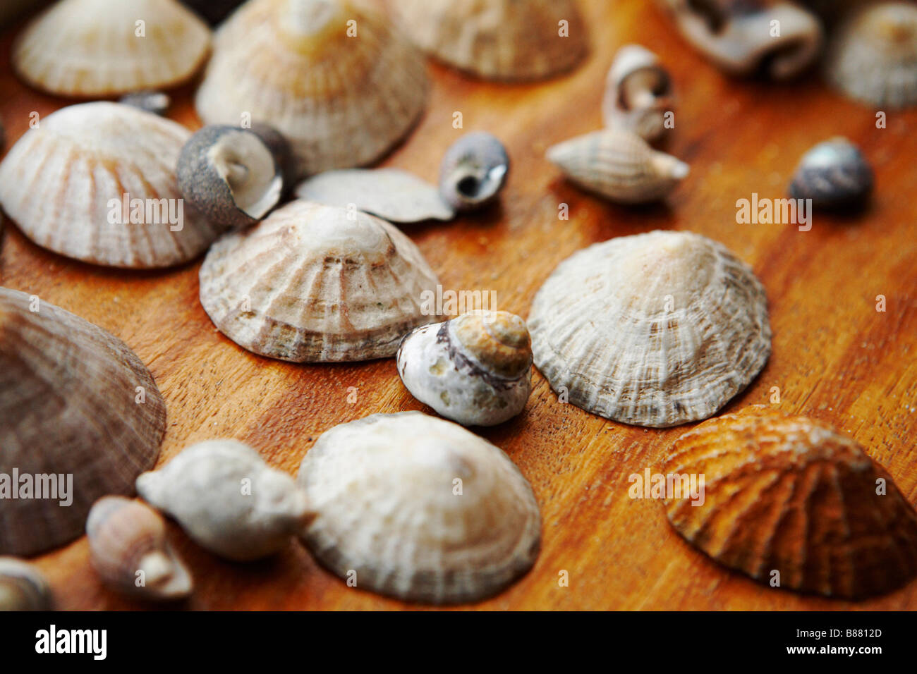 Shells on a wooden shelf Stock Photo - Alamy