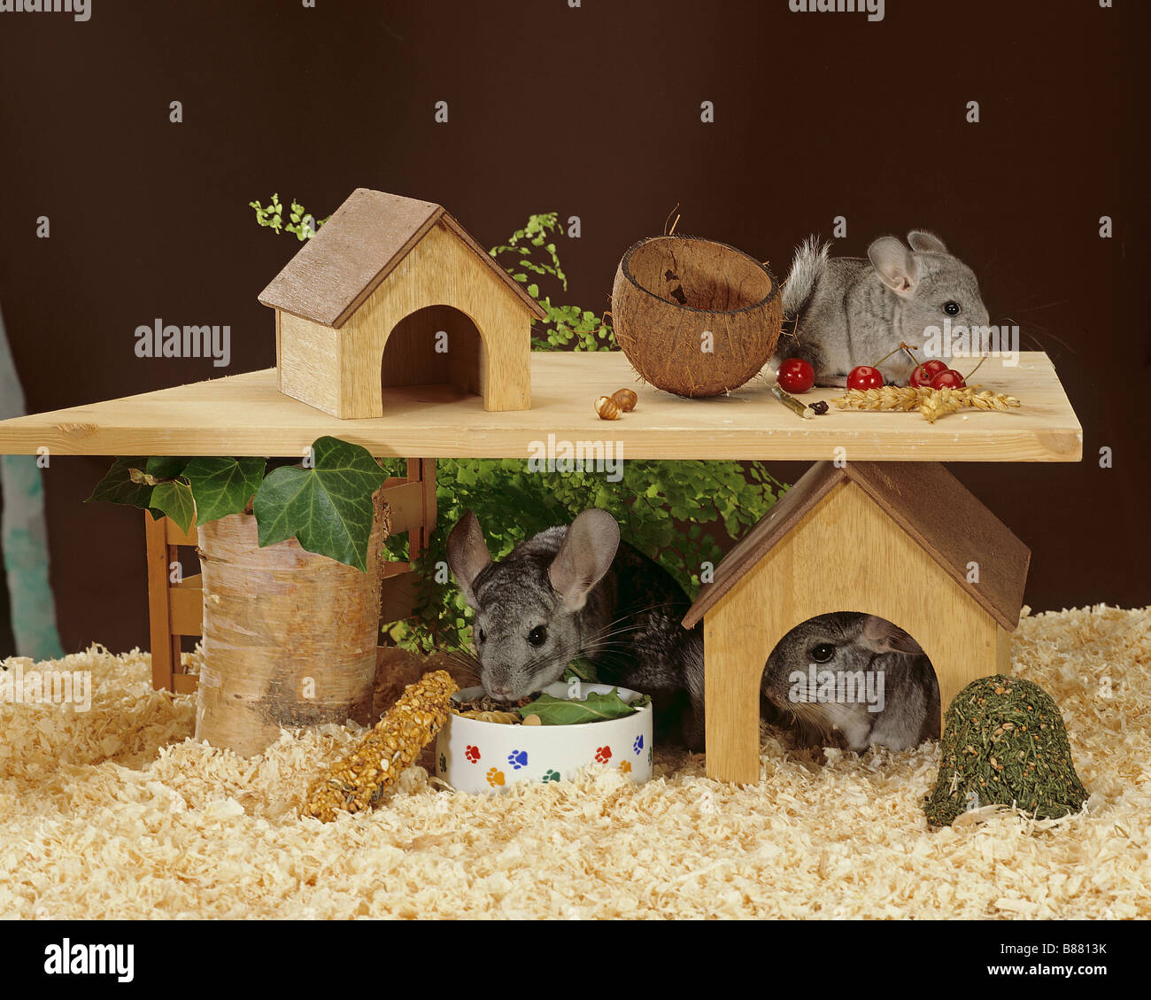 Playgroung for Chinchillas Stock Photo - Alamy