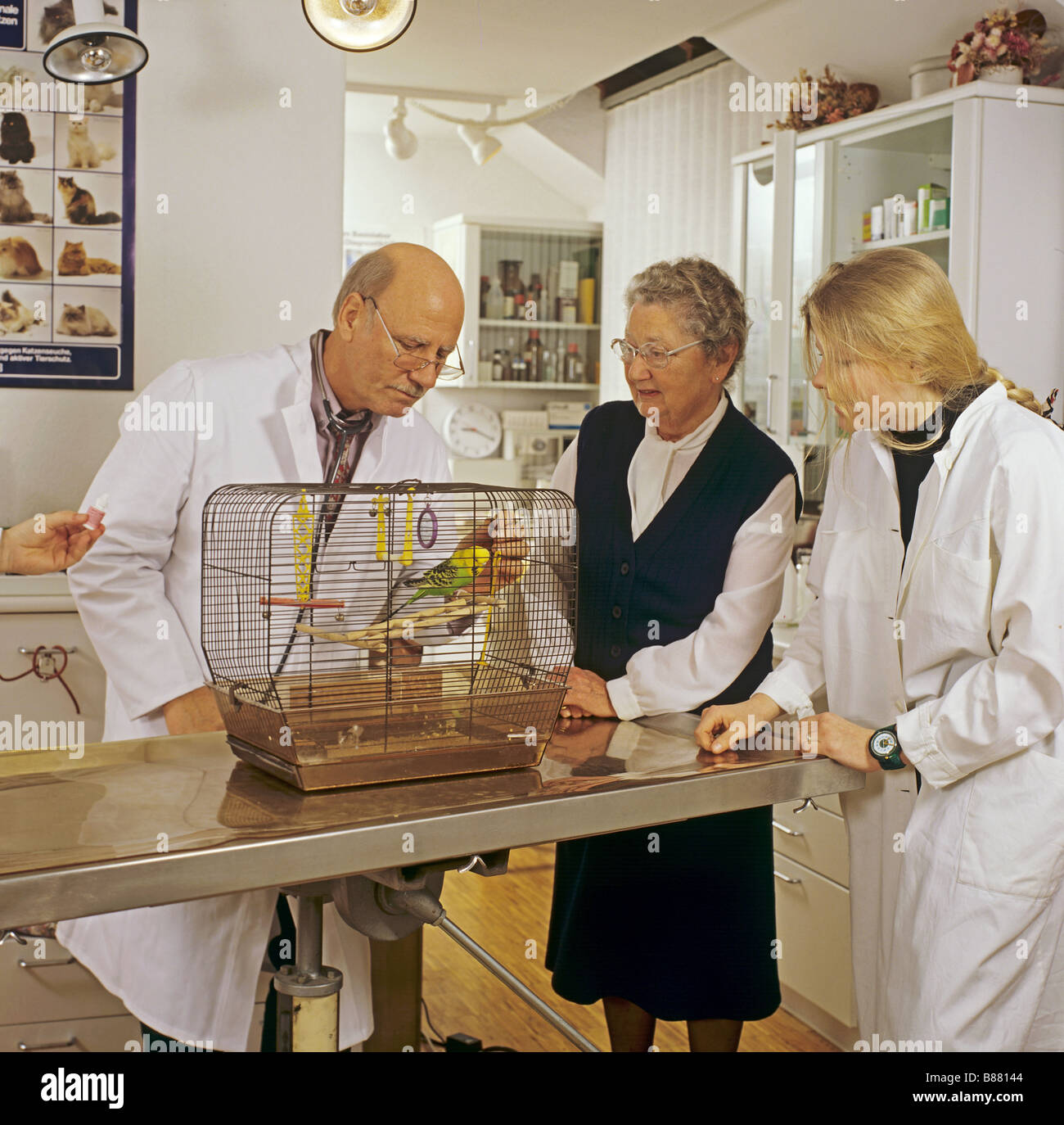 budgerigar at veterinary Stock Photo - Alamy