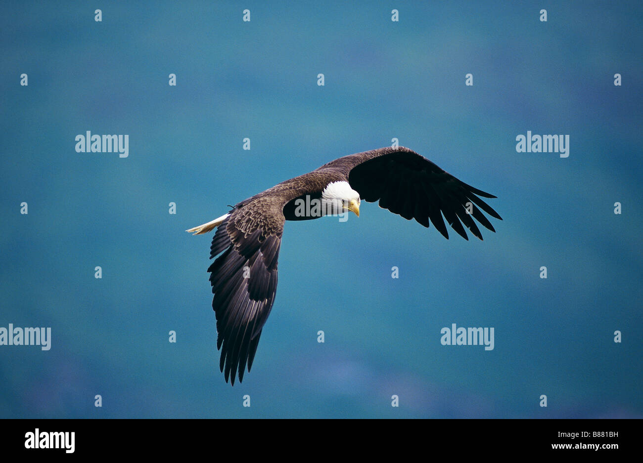 Bald Eagle (Haliaeetus leucocephalus). Adult in flight Stock Photo - Alamy