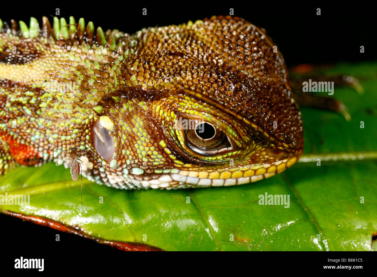 Amazon forest dragon (Enyalioides laticeps Stock Photo - Alamy