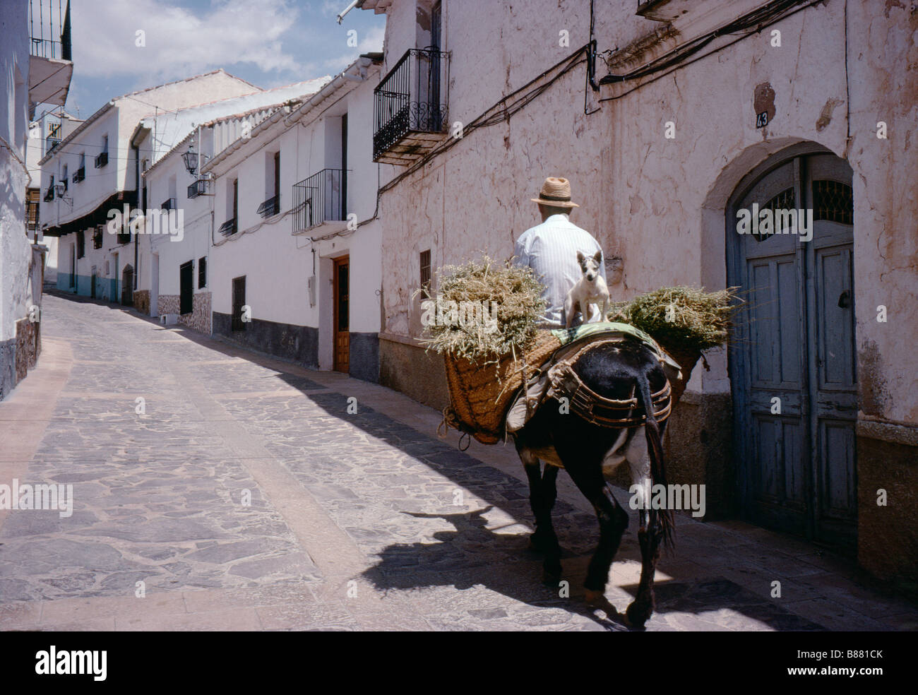 A man rides his mule loaded with fodder and his dog through a street in ...