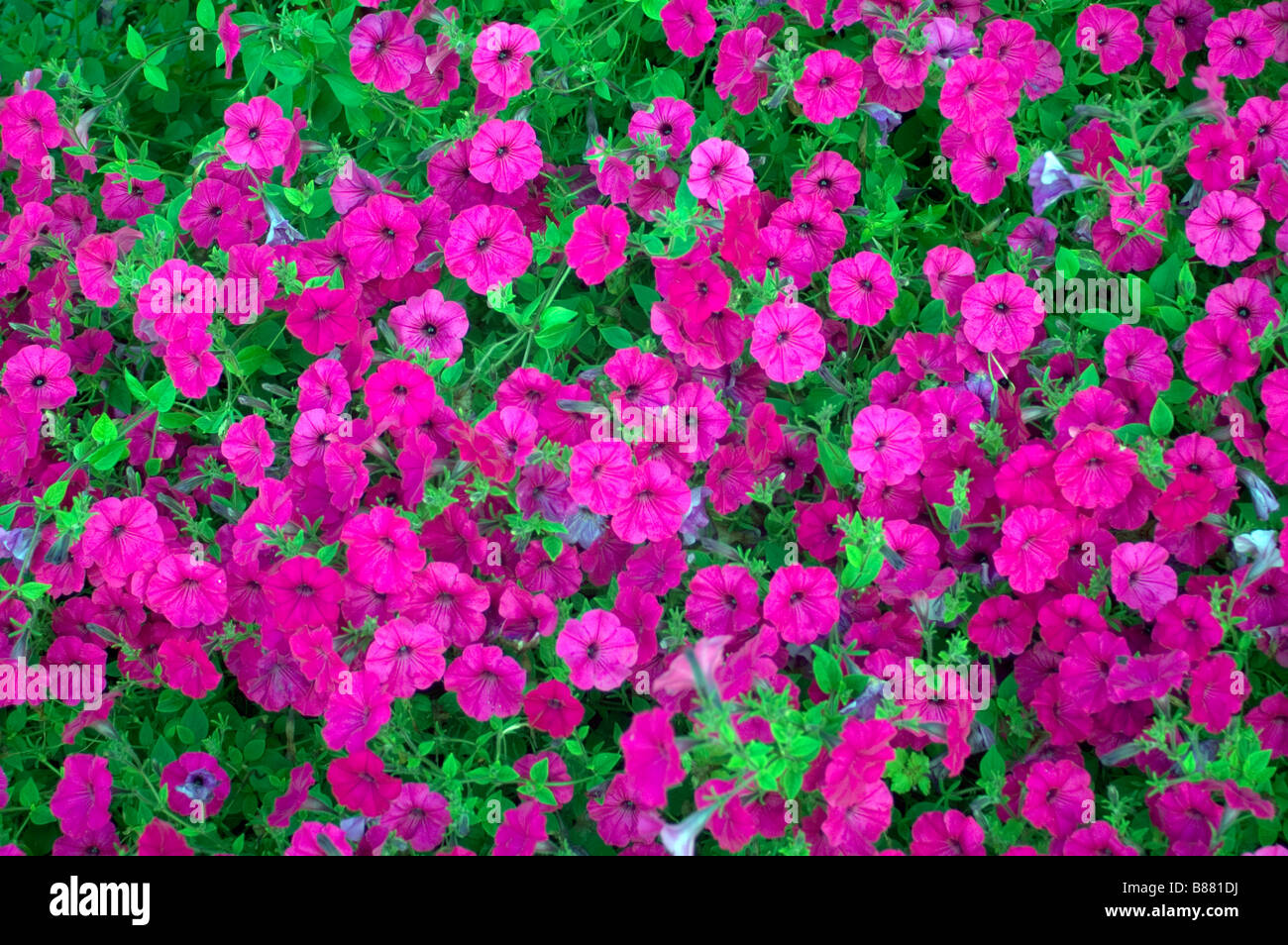 Colorful Flower Cover Photos