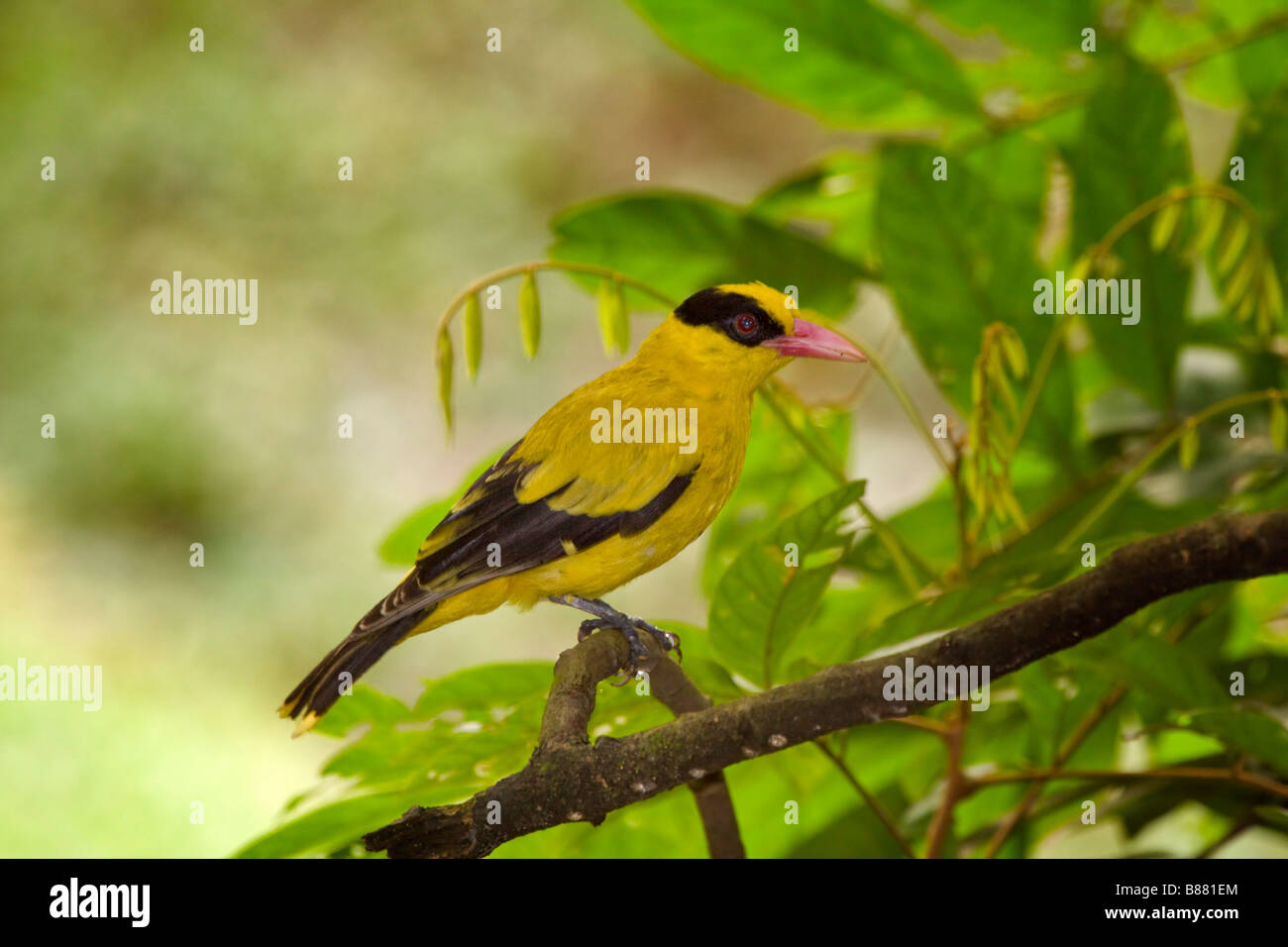 Black naped oriole oriolus chinensis malaysia hi-res stock photography ...
