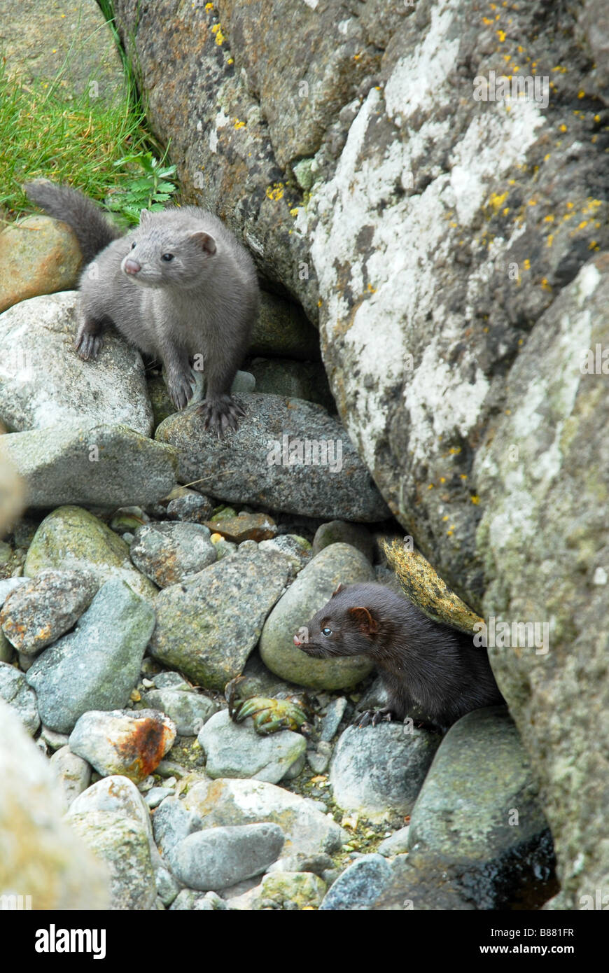 American Mink in the wild Stock Photo - Alamy