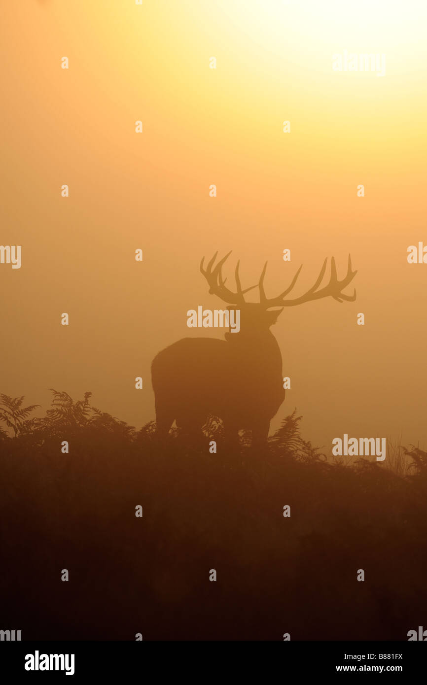 Forest musk deer hi-res stock photography and images - Alamy