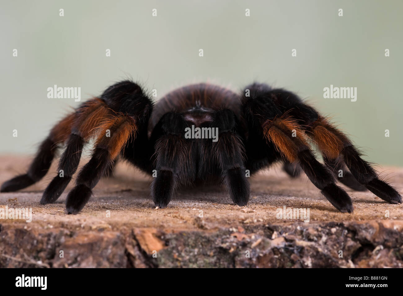 Tarantula leg hi-res stock photography and images - Alamy