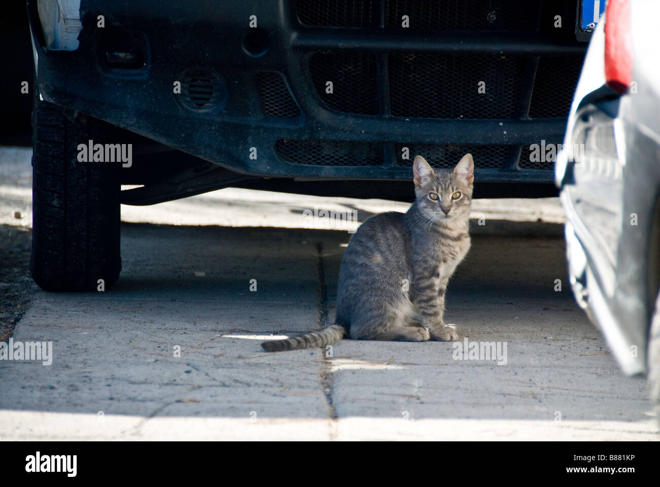 Cat sitting next to vehicles Stock Photo - Alamy