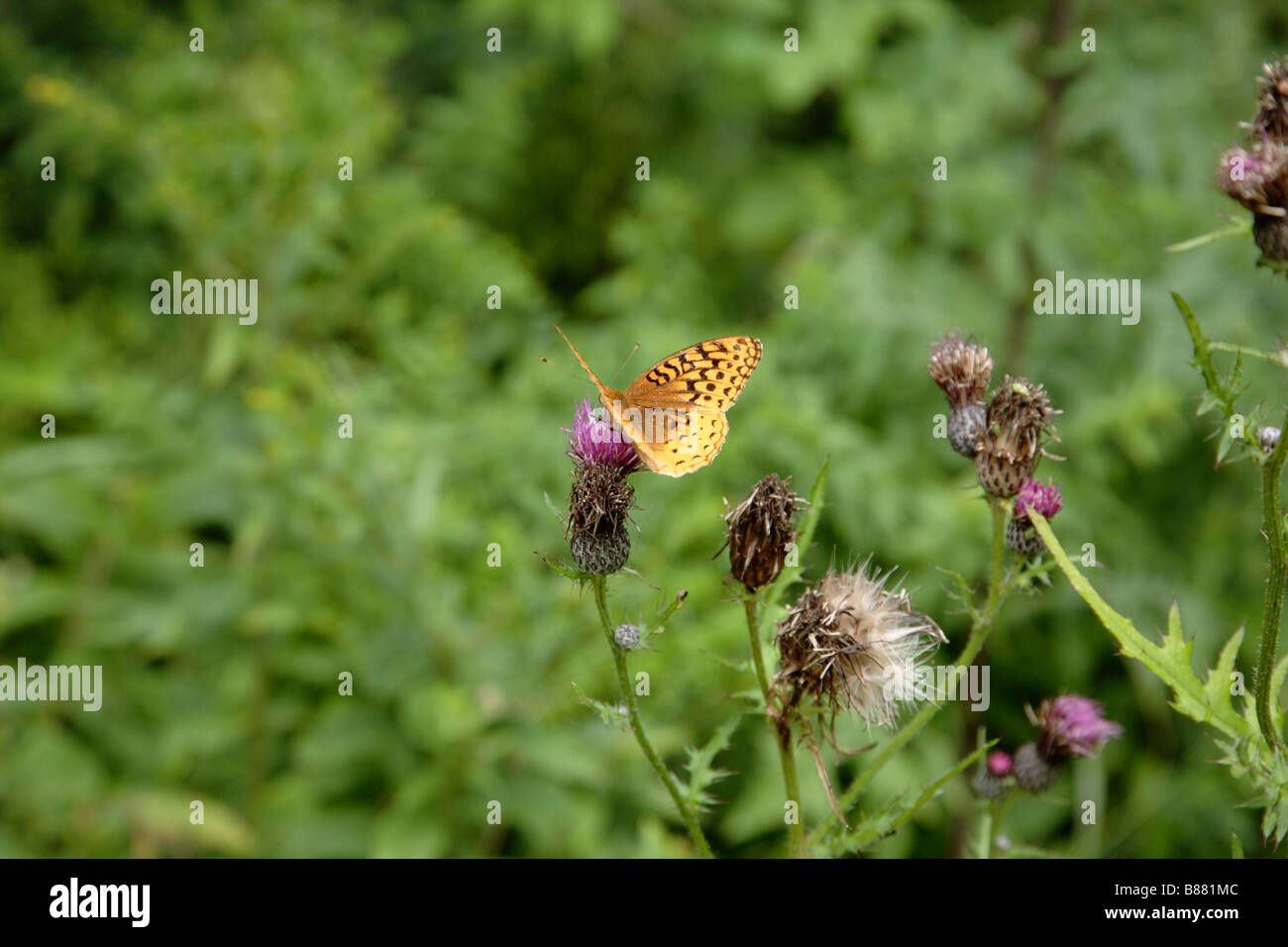 Atlantis Fritillary Speyeria atlantis butterfly during the summer ...