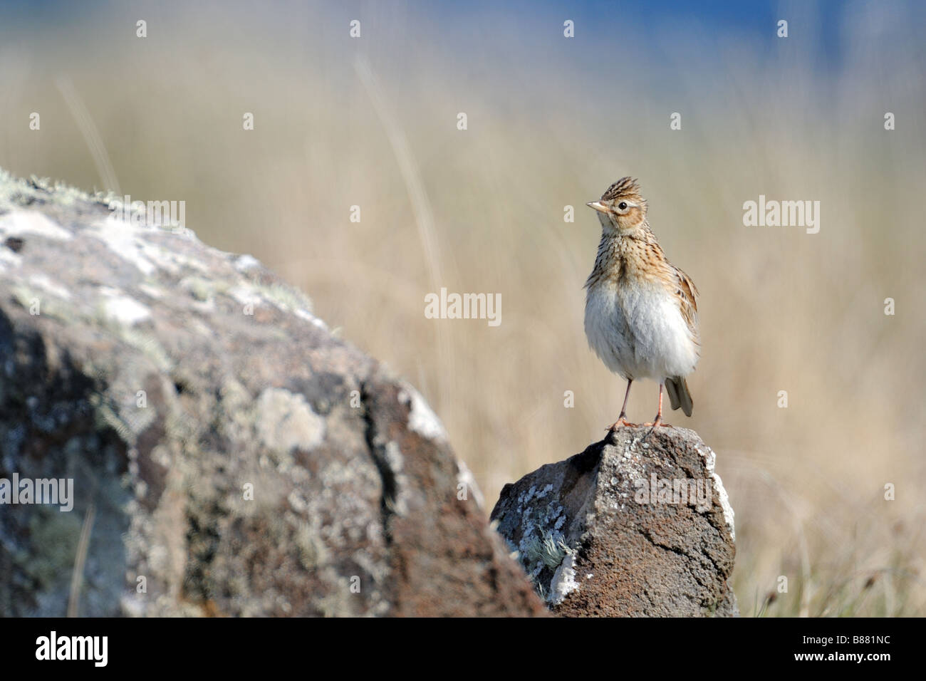 Alauda arvensis alaudidae family hi-res stock photography and images ...