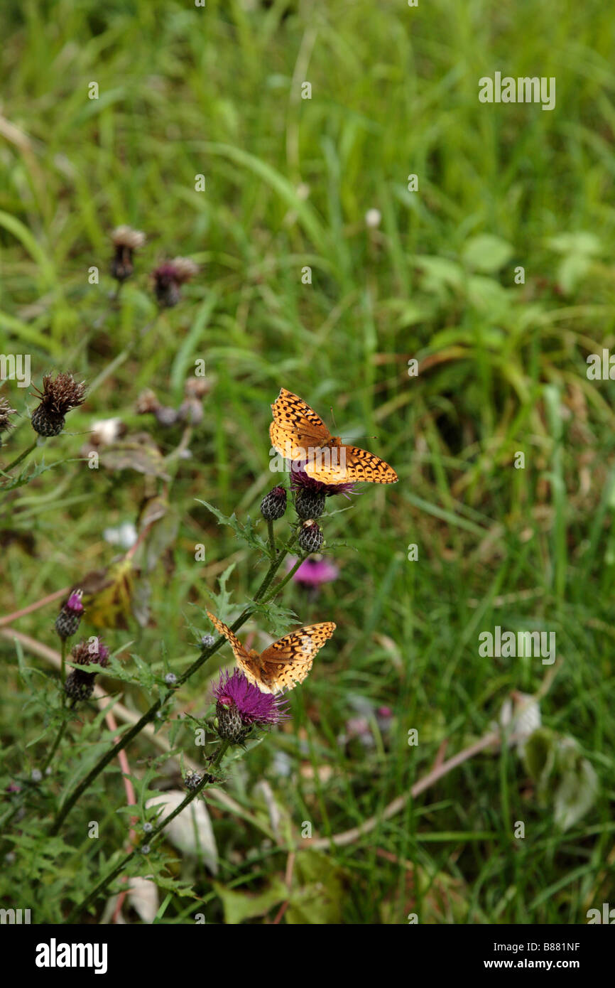 Atlantis Fritillary Speyeria atlantis butterfly during the summer ...