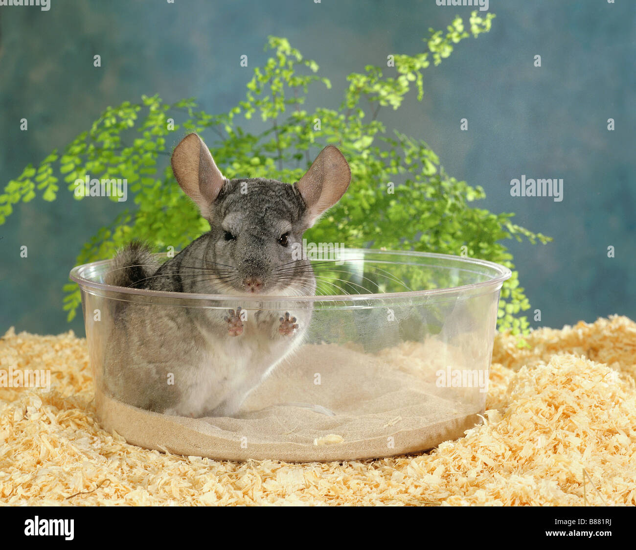 Chinchilla (Chinchilla chinchilla) enjoying a dust bath in a dish ...