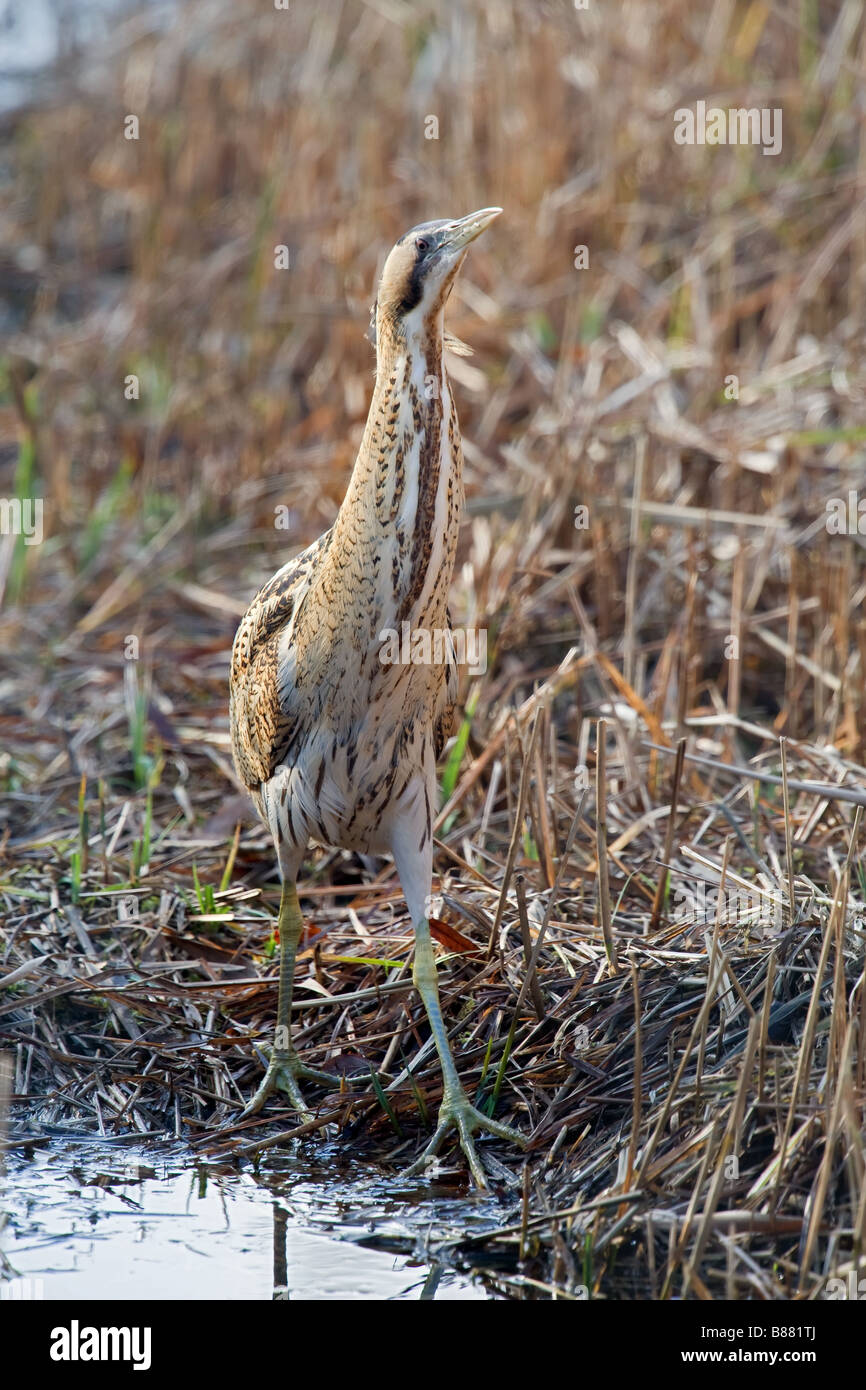 Bittern and heron family hi-res stock photography and images - Alamy