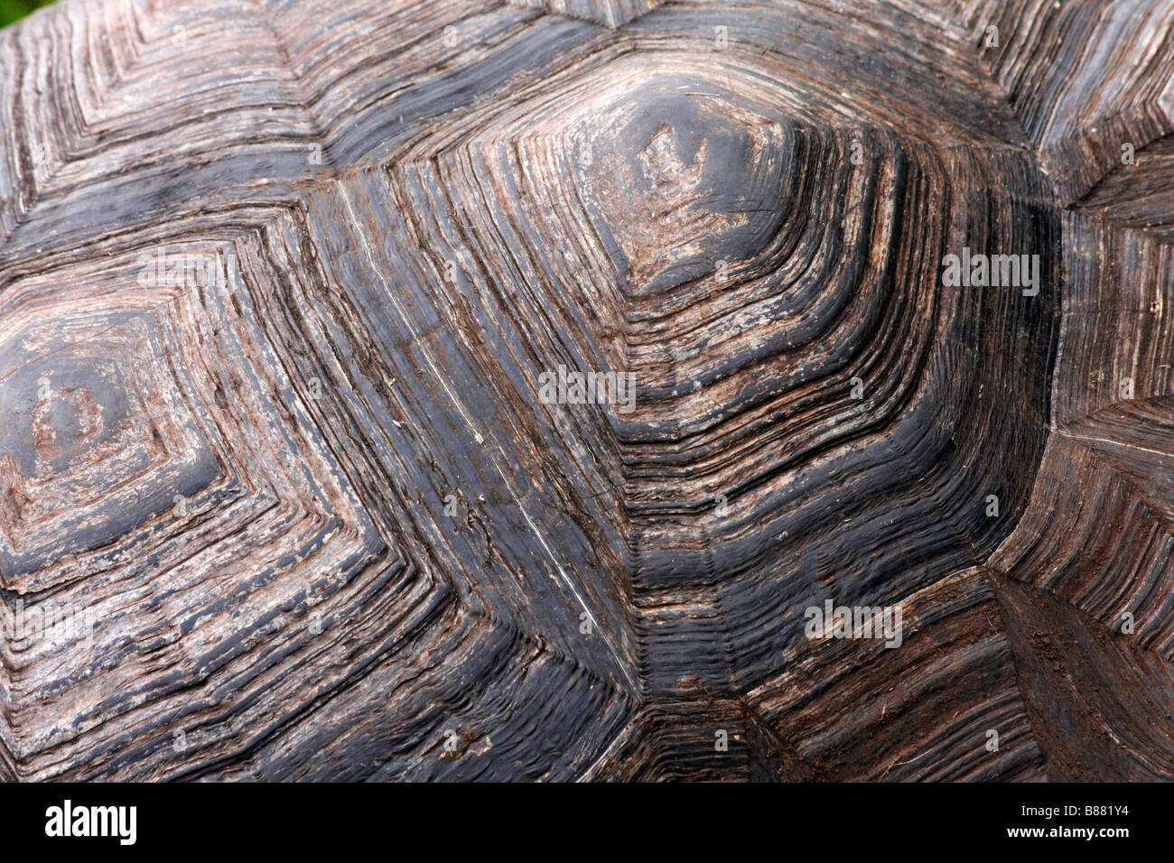close up of carapace shell of Galapagos giant tortoises, Geochelone spp ...