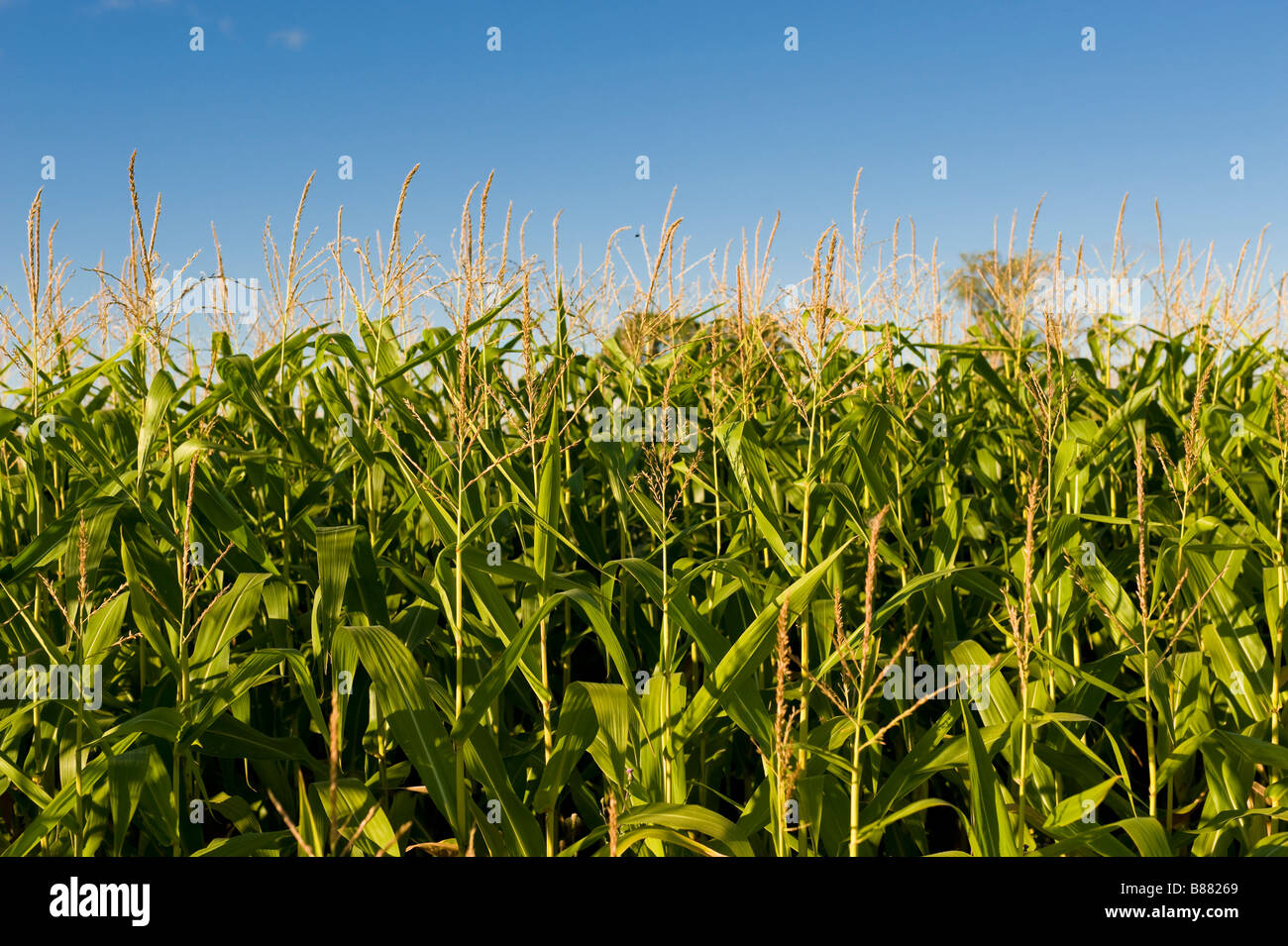 Corn field, Muskoka, Ontario, Canada Stock Photo - Alamy