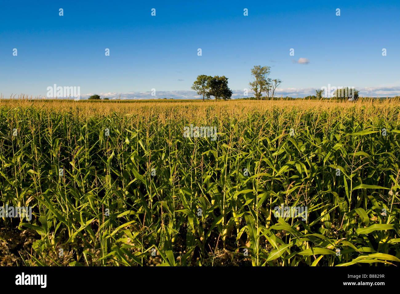 Pastoral harvest scene on a farm hi-res stock photography and images ...