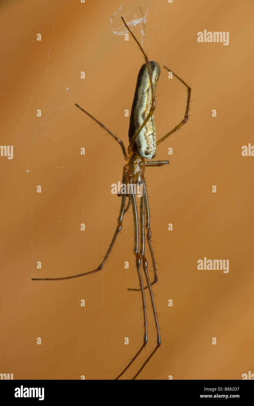 spider with long legs Stock Photo - Alamy