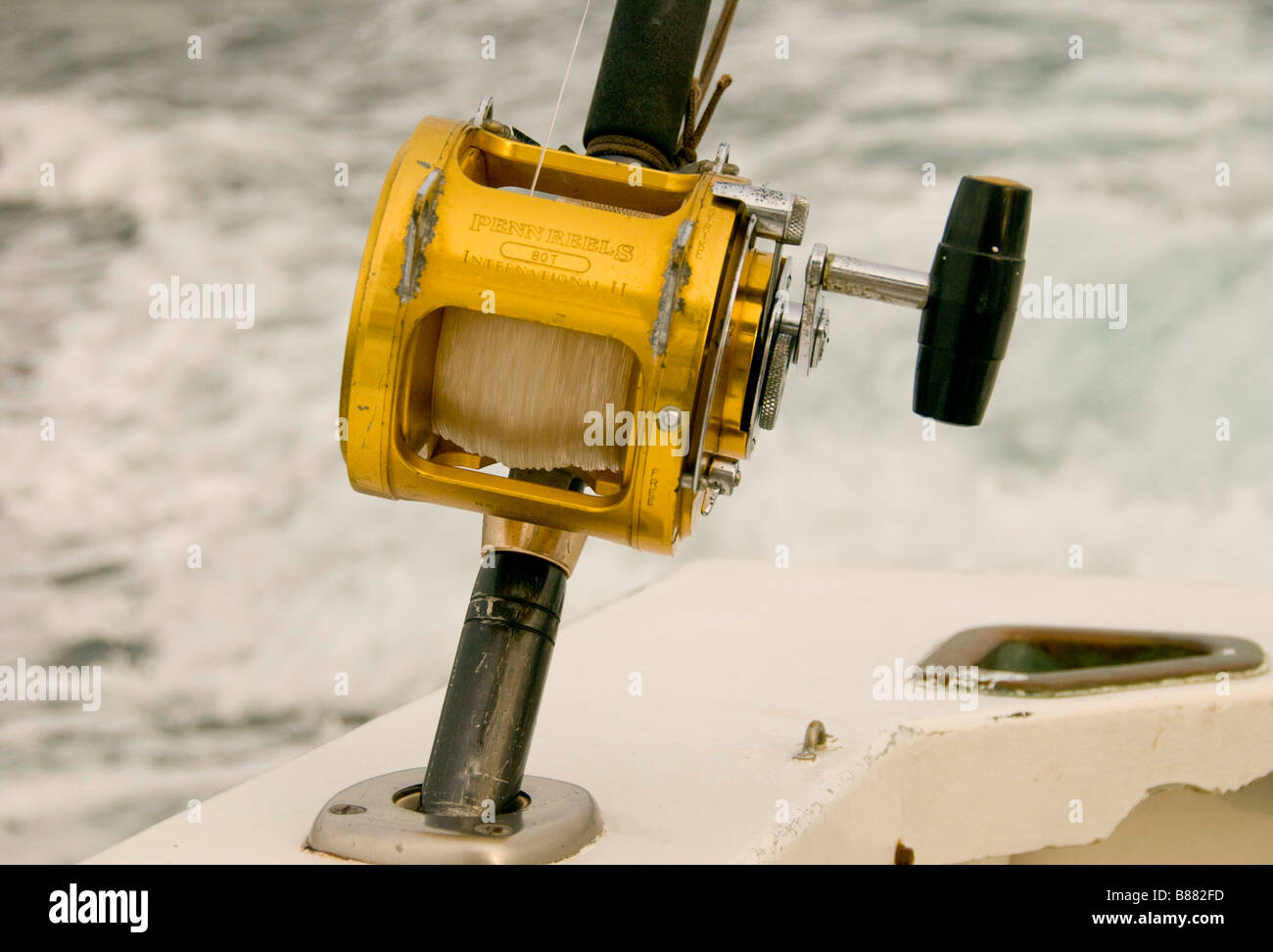 Golden sea rod hi-res stock photography and images - Alamy