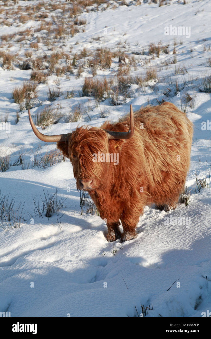 Highland cow snow uk hi-res stock photography and images - Alamy