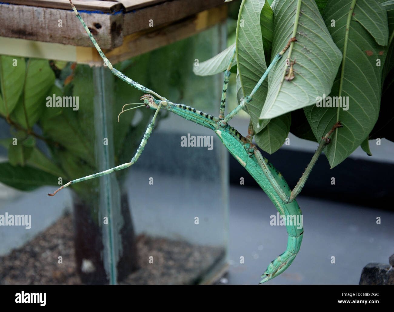 Blue Stick Insect Stock Photo - Alamy