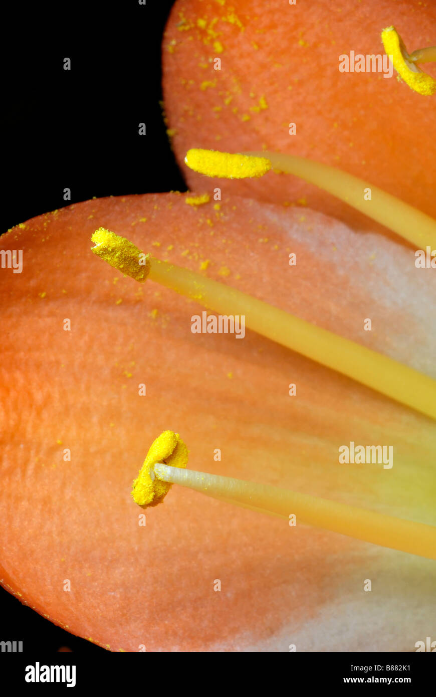 Macro of the stamen and pestle of Hippeastrum flower Stock Photo - Alamy
