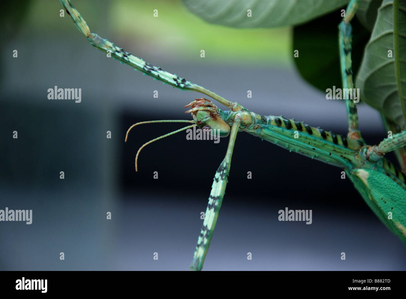 Blue Stick Insect Stock Photo - Alamy