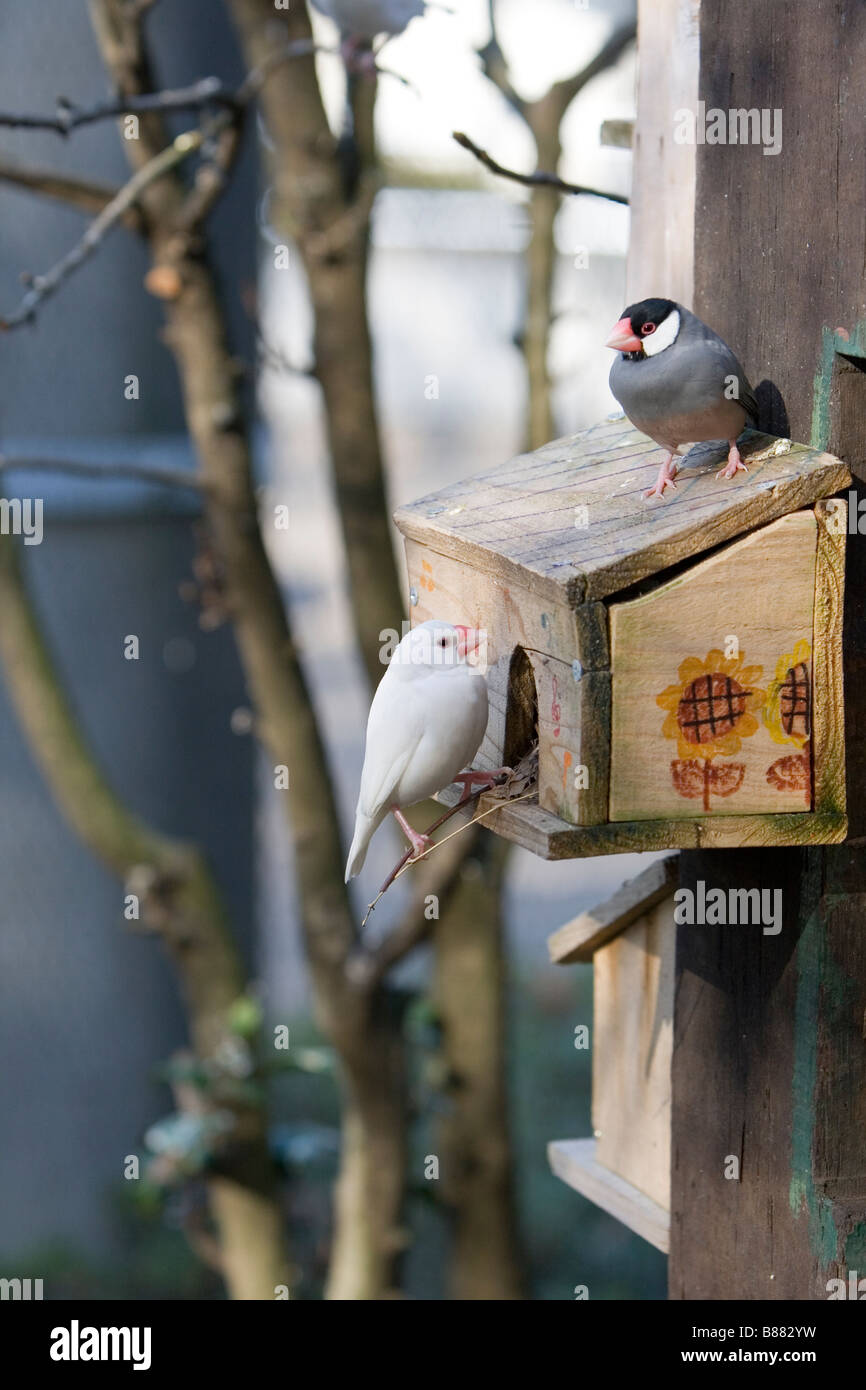 Java Sparrow (Java Finch Stock Photo - Alamy