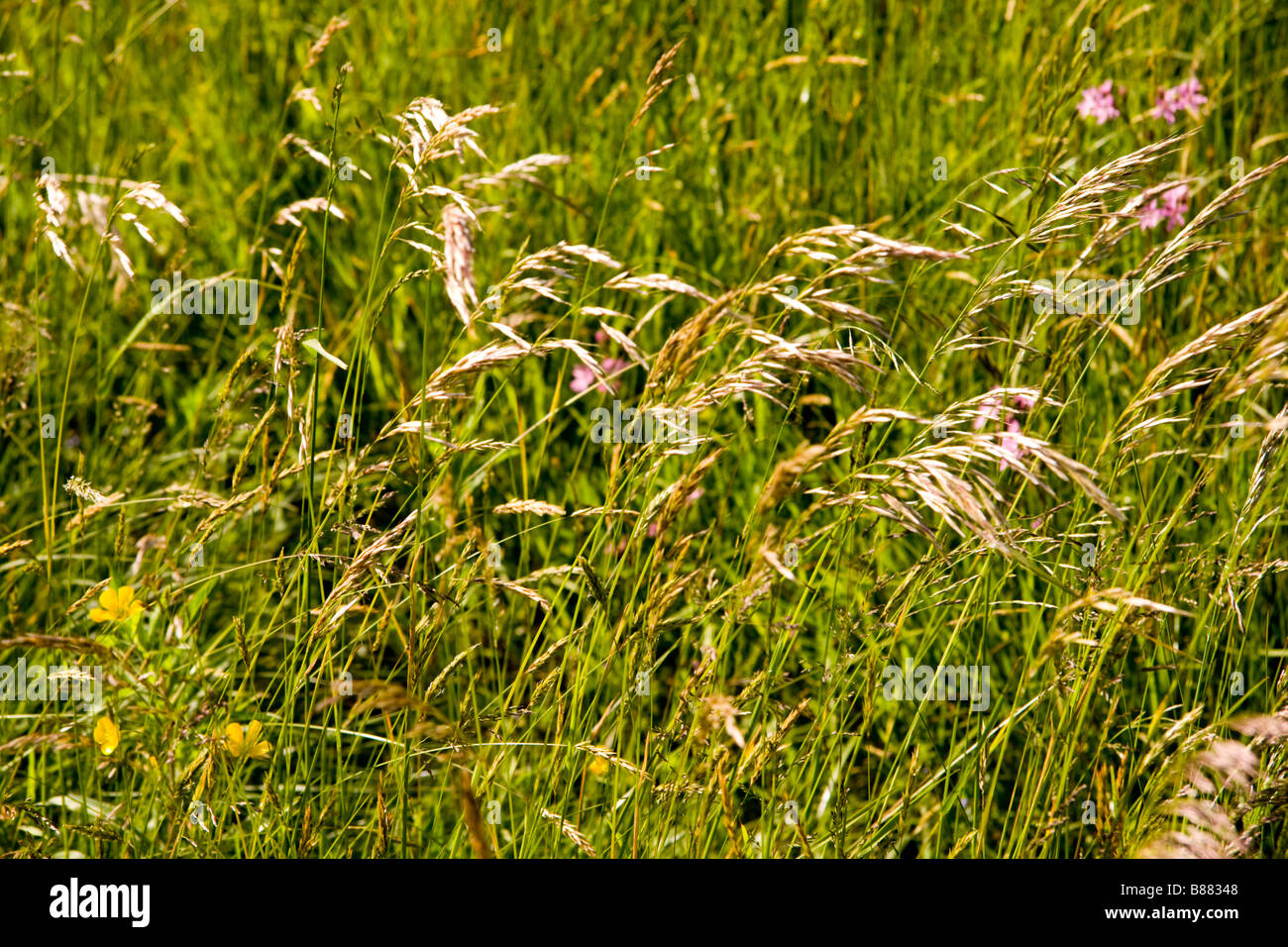 Wild flowers and meadow near Autrans Vercors France Stock Photo - Alamy