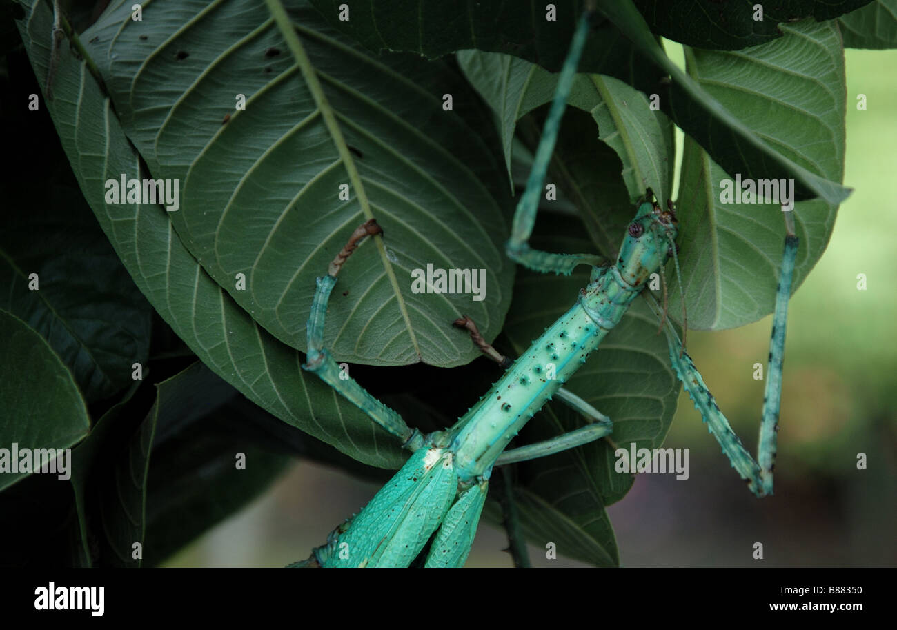 Blue Stick Insect Stock Photo - Alamy