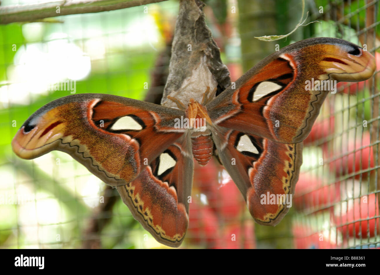 Bali butterfly park hi-res stock photography and images - Alamy