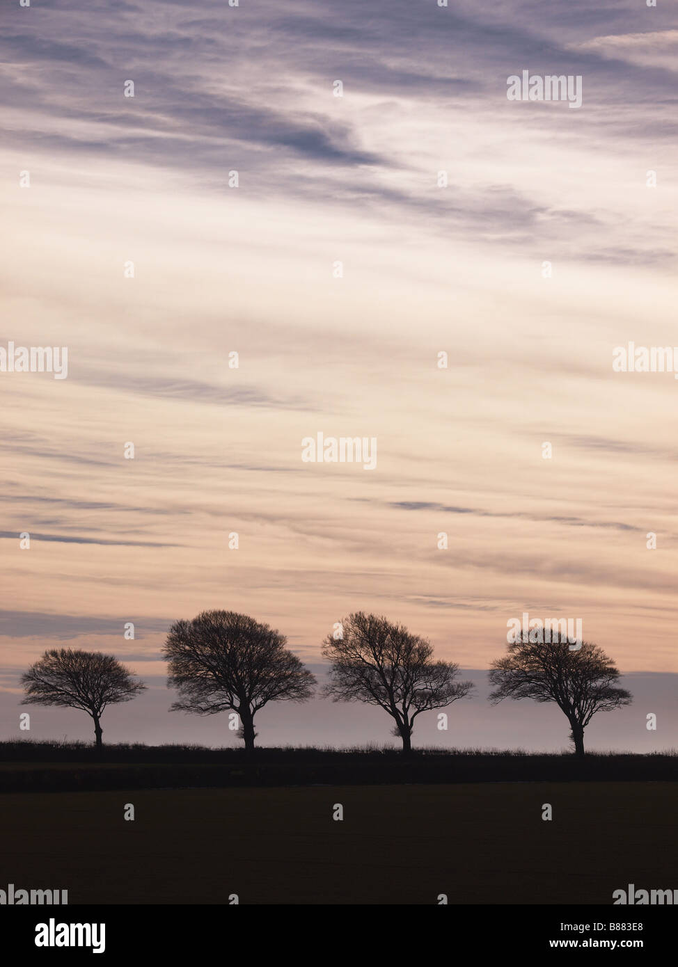 Four trees in a row hi-res stock photography and images - Alamy