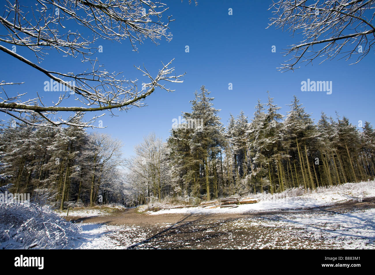 Blue sky and snow in Macclesfield Forest, Cheshire Stock Photo - Alamy