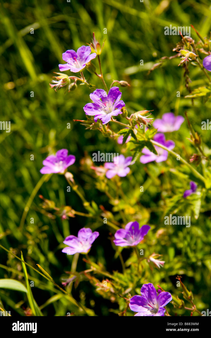 Wild flowers and meadow near Autrans Vercors France Stock Photo - Alamy