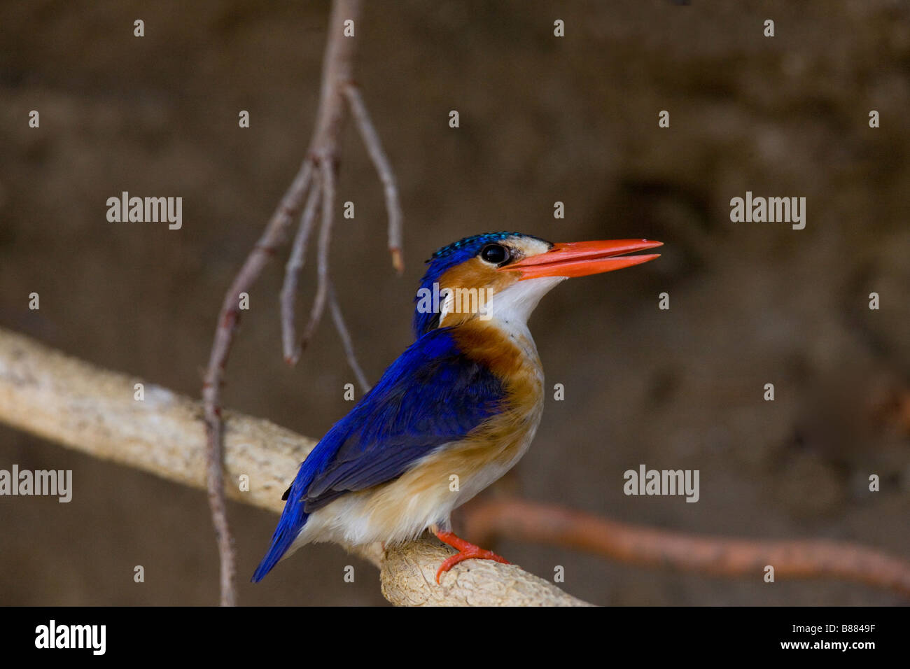White-breasted African Pygmy Kingfisher on Branch, Okavango Panhandle ...