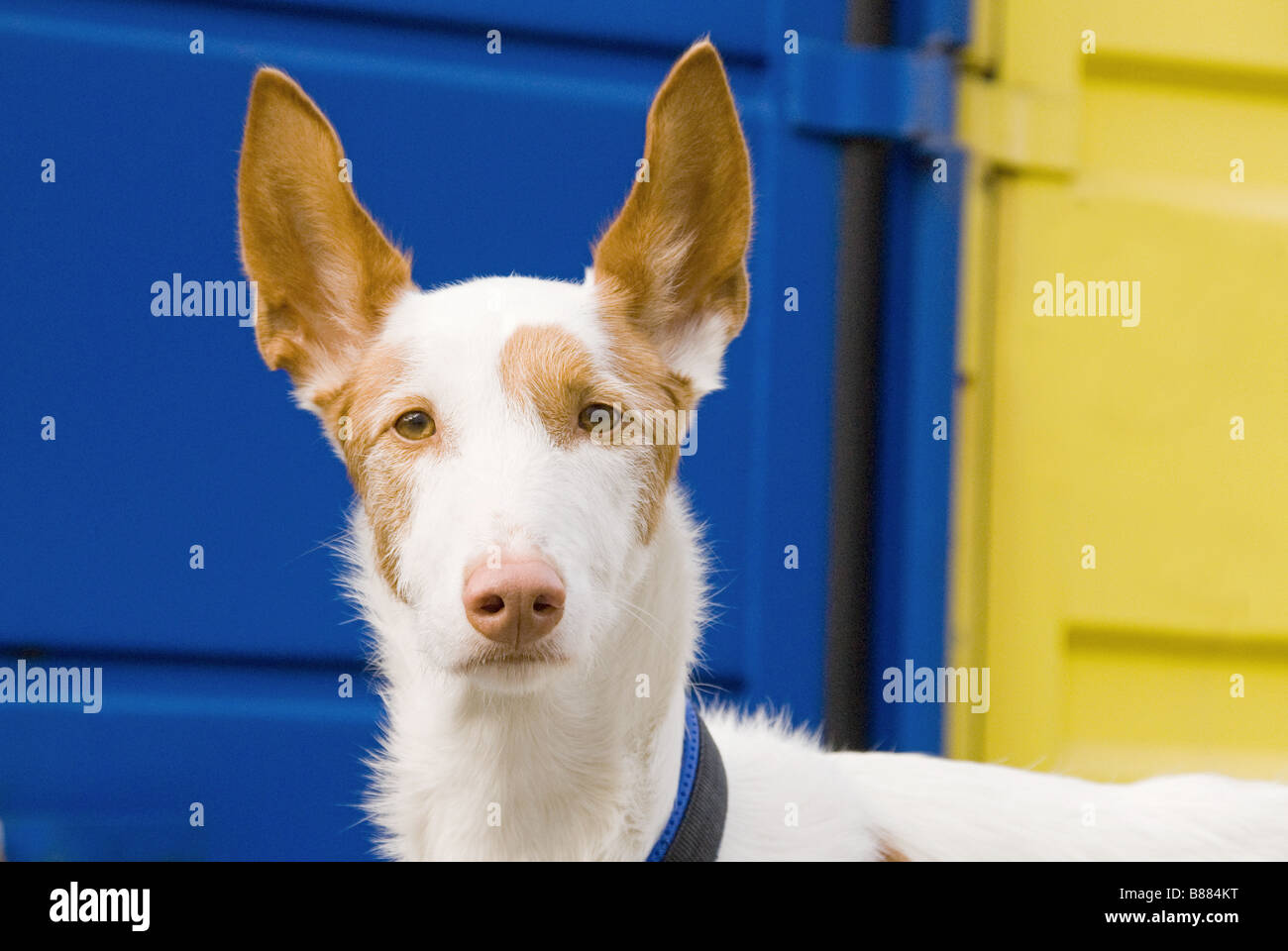 Ibizan hound hi-res stock photography and images - Alamy