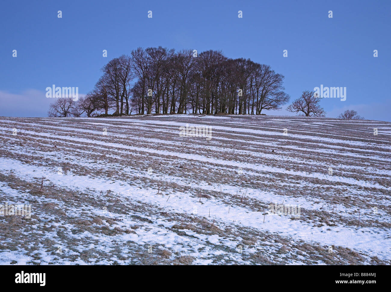 Copse of winter trees hi-res stock photography and images - Alamy