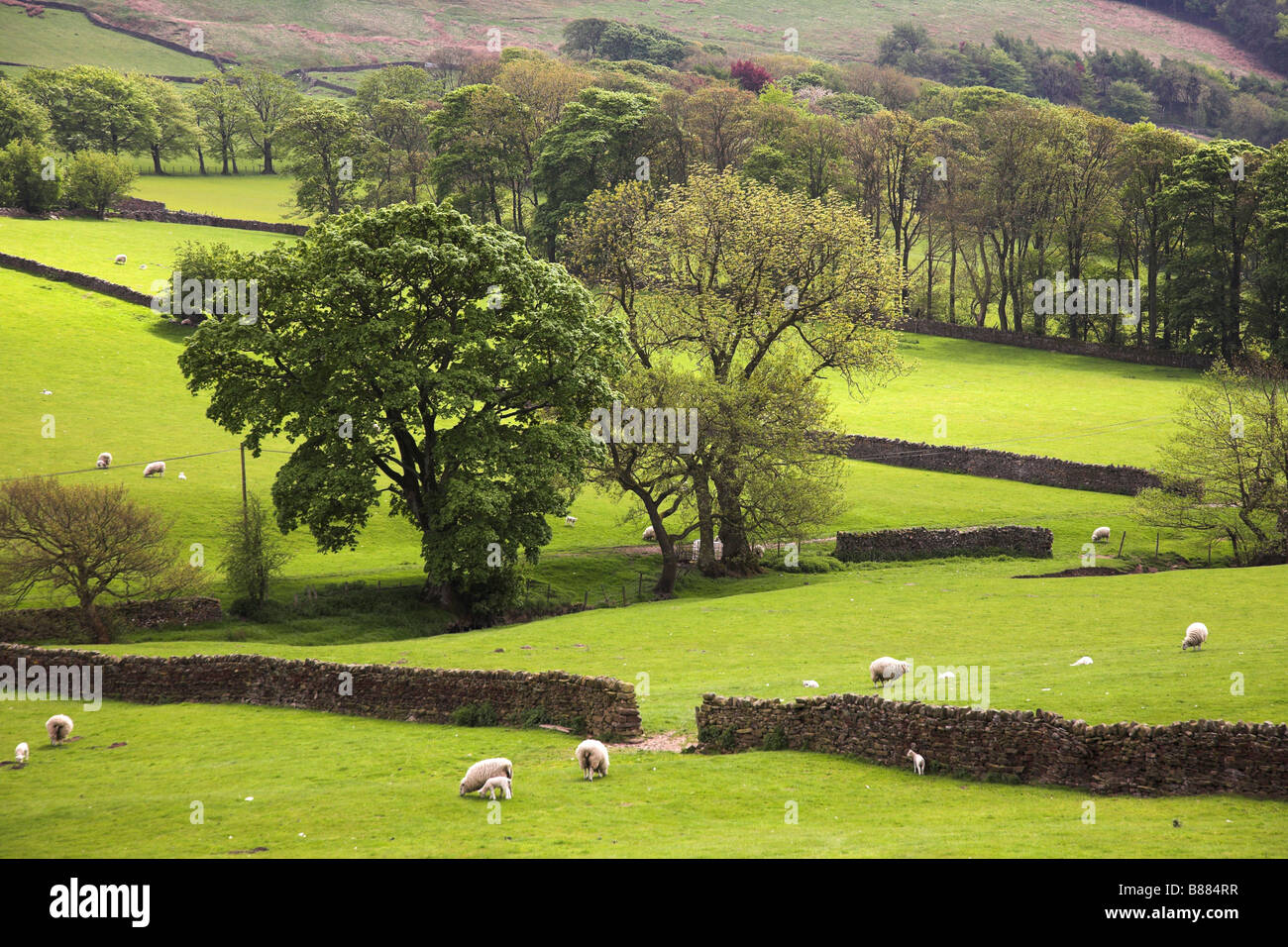 Typical Yorkshire Dales scenery with Sheep grazing on rural farmland at ...