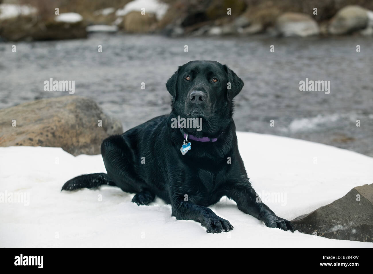 Black lab hi-res stock photography and images - Alamy