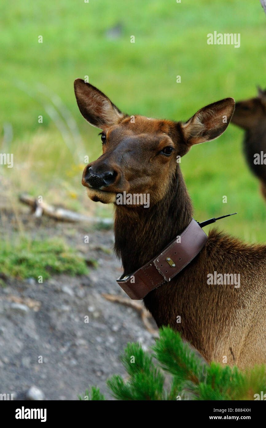 Trasmettitore hi-res stock photography and images - Alamy