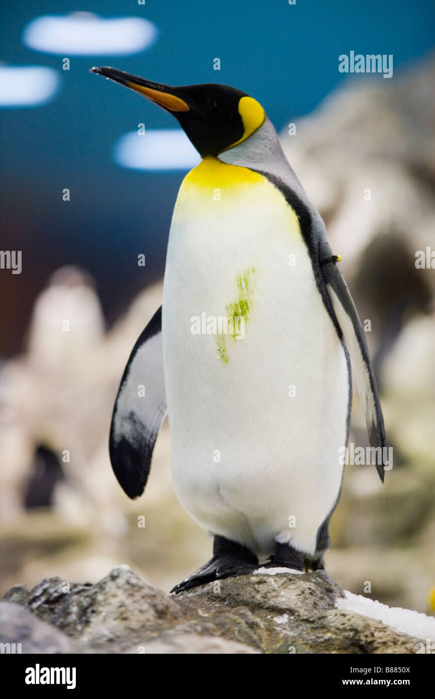 Happy penguin hi-res stock photography and images - Alamy
