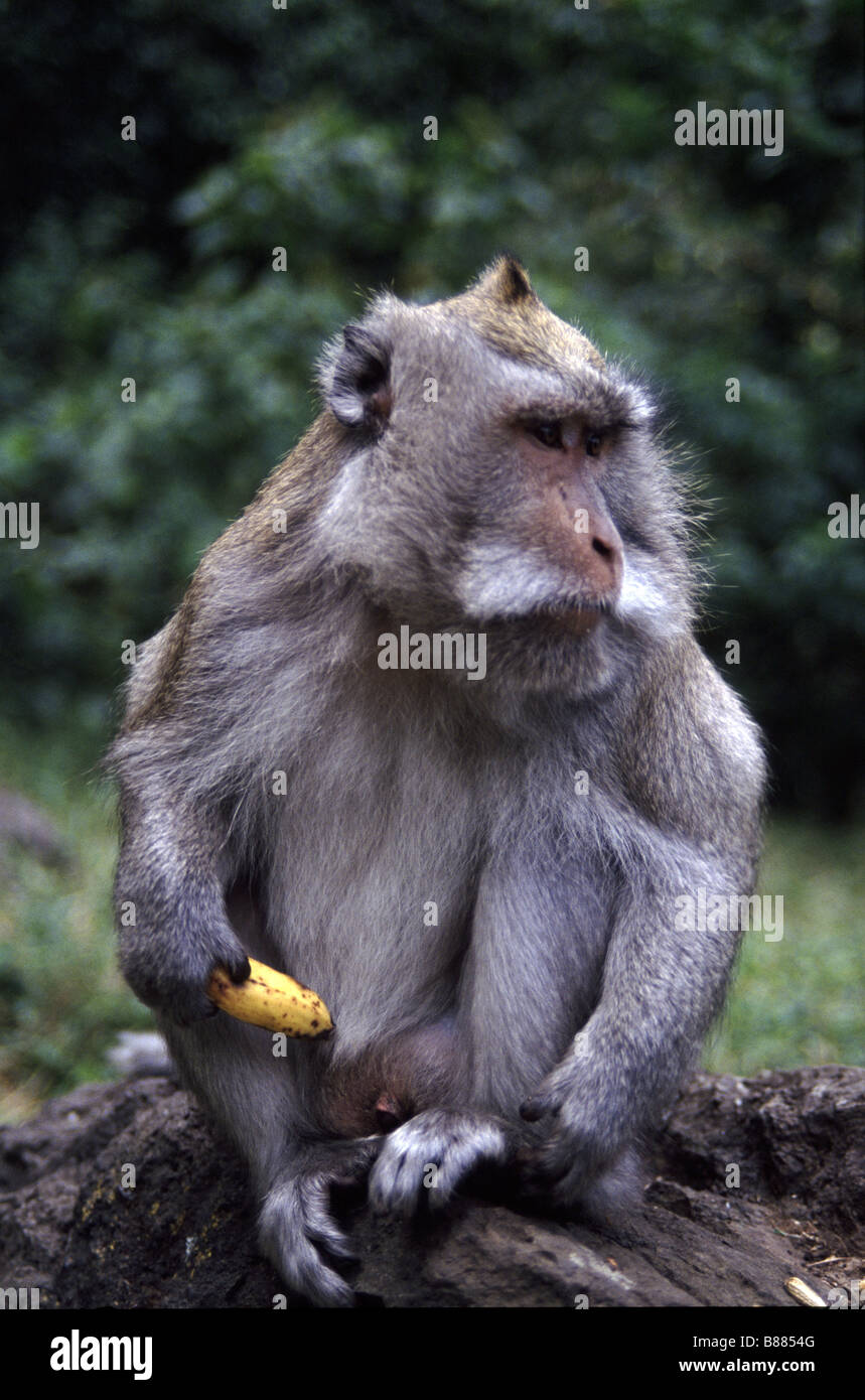 Macaca silenus, Lion-tailed Macaque Stock Photo - Alamy