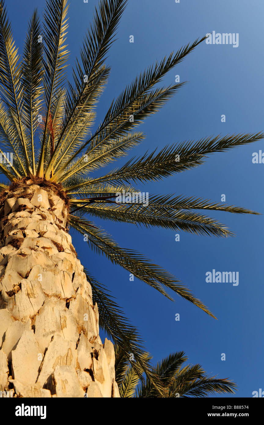 Tropical palm tree Stock Photo - Alamy