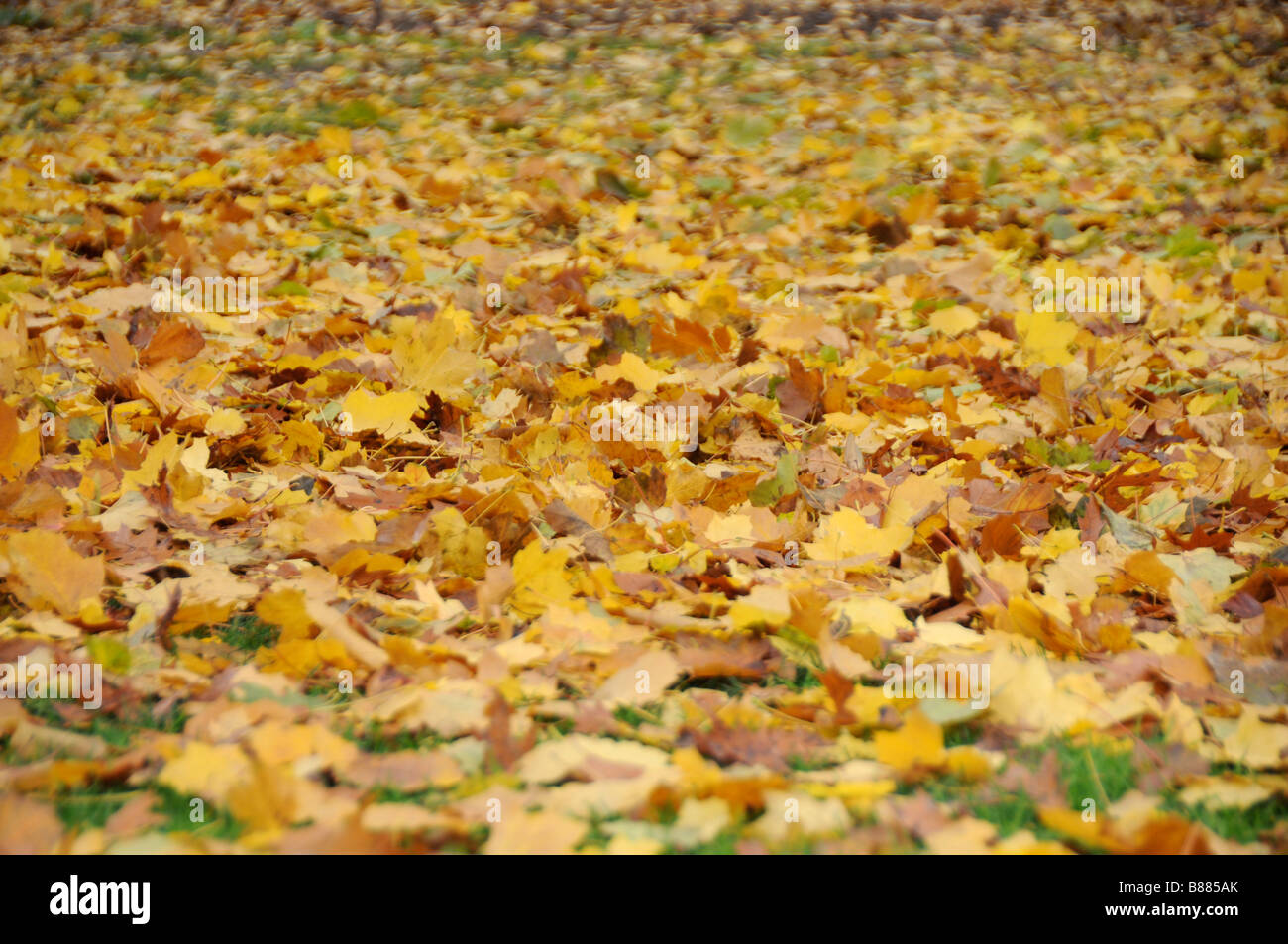 Boston ma fall hi-res stock photography and images - Alamy