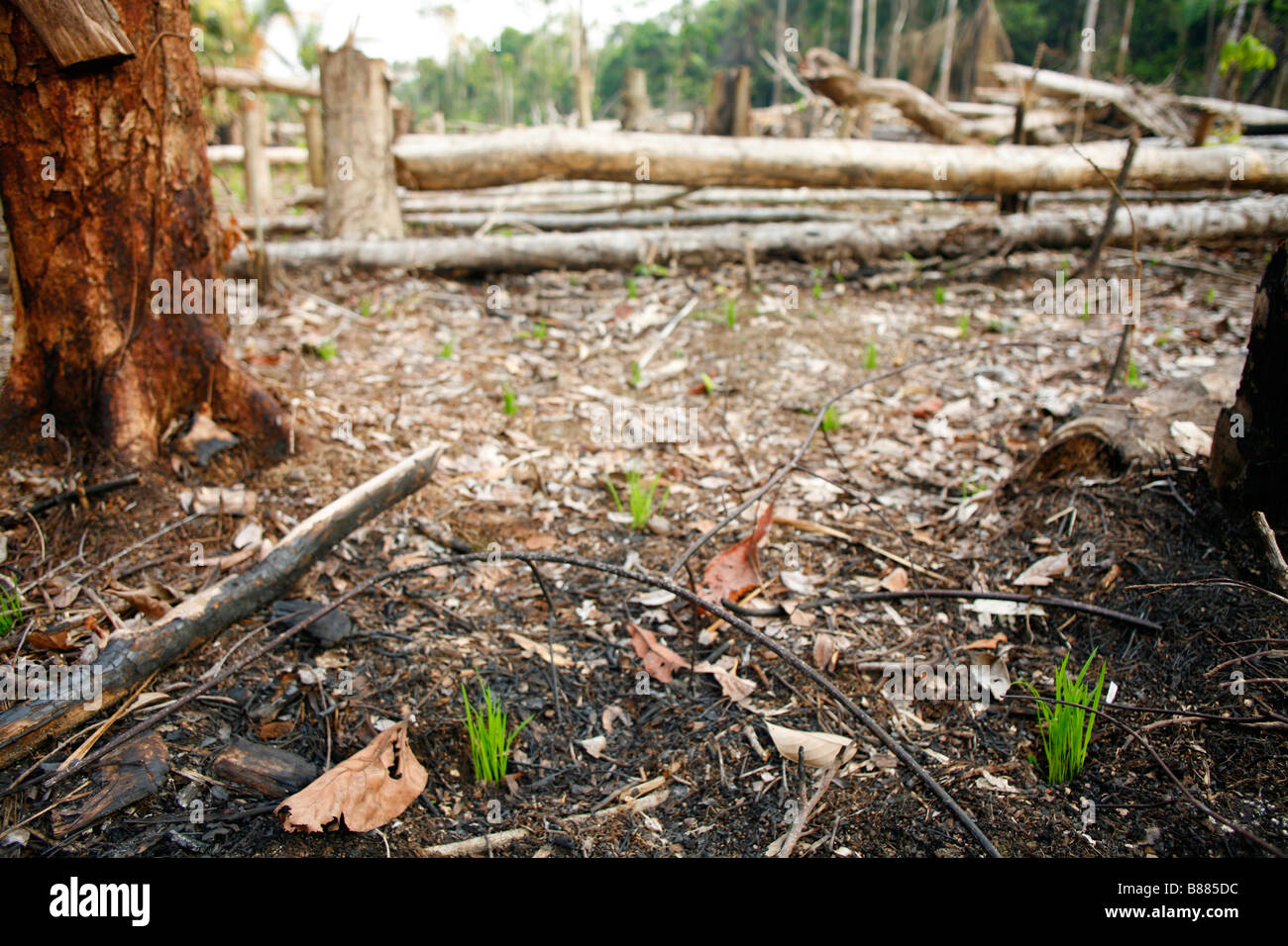 Amazon rainforest cleared slash burn hi-res stock photography and ...